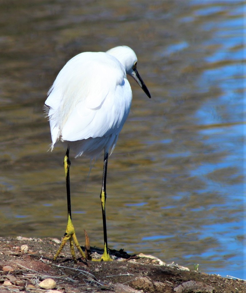 Snowy Egret from Santee, CA, USA on January 04, 2022 at 10:49 AM by ...