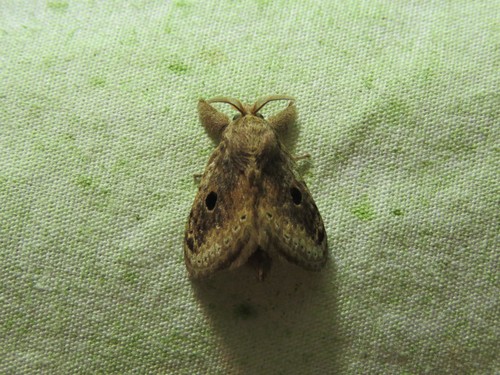 Euglyphis attenuata · iNaturalist