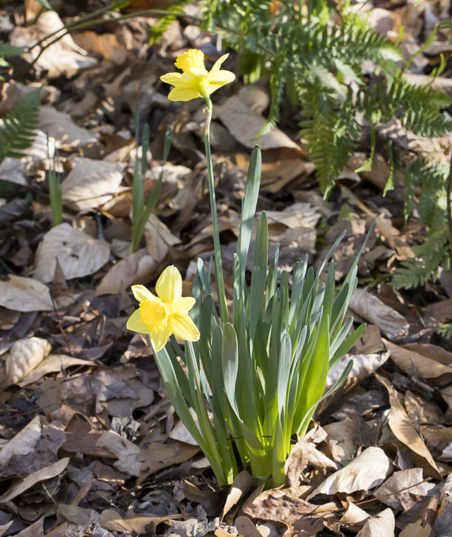 wild daffodil from Hatcher Garden & Woodland Preserve, Spartanburg, SC ...
