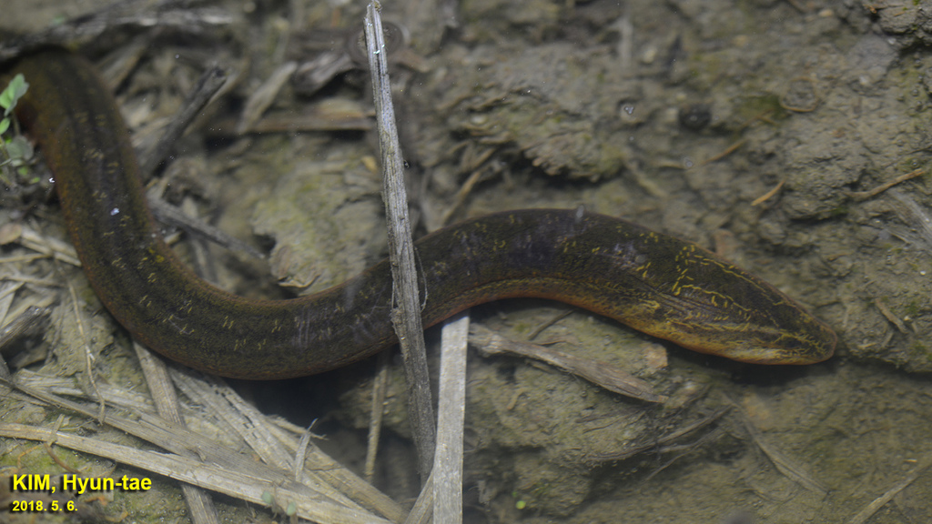 Asian Swamp Eel (Monopterus albus) - Marine Life Identification