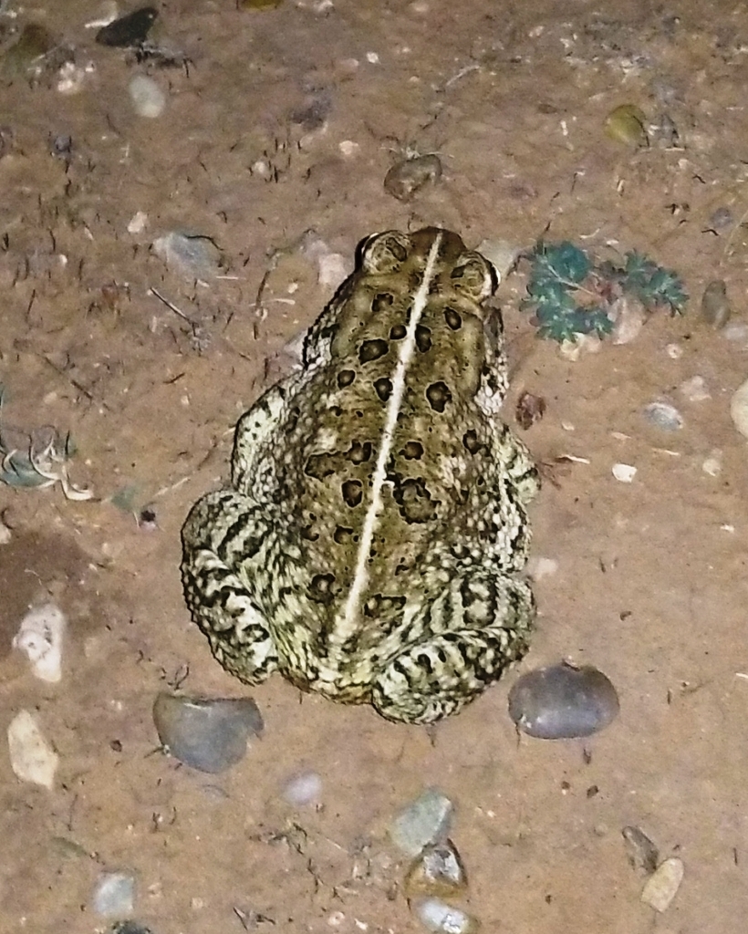 Woodhouse's Toad from Briscoe County, TX, USA on August 06, 2021 at 09: ...
