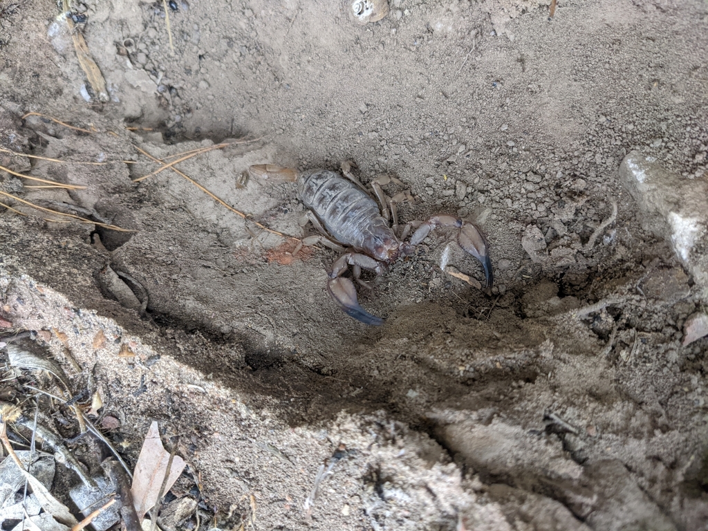 Flinders Ranges Scorpion from Nectar Brook SA 5495, Australia on ...