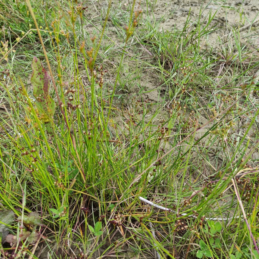 Jointed rush from Southland, NZ-SO, NZ on December 27, 2021 at 09:30 AM ...