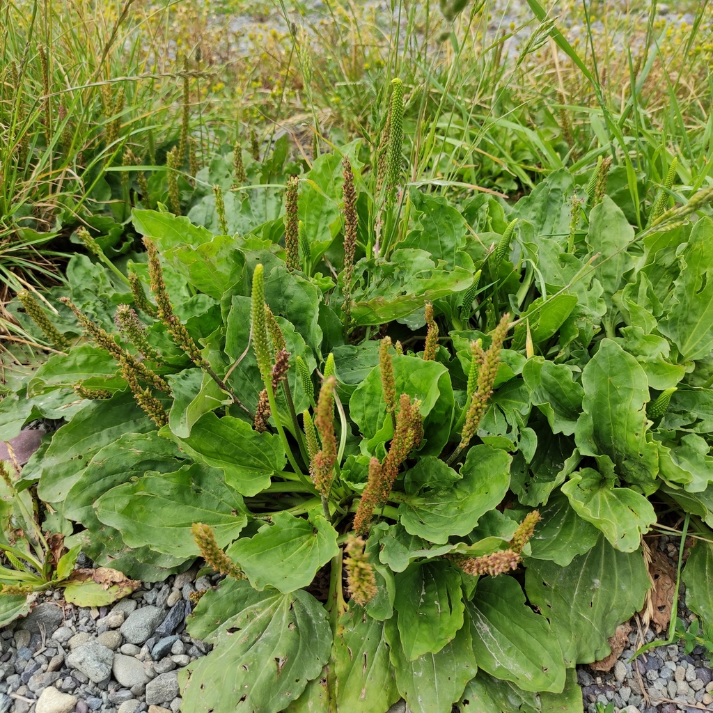 greater plantain from Southland, NZ-SO, NZ on December 27, 2021 at 11: ...