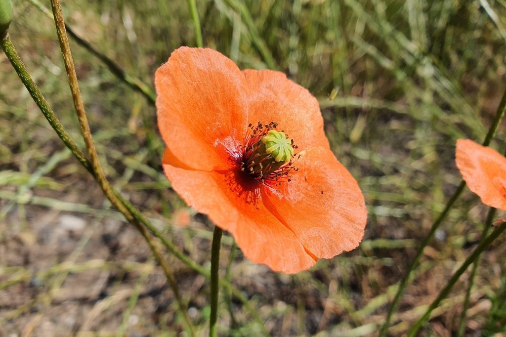 Long-headed poppy in November 2021 by Garry French · iNaturalist