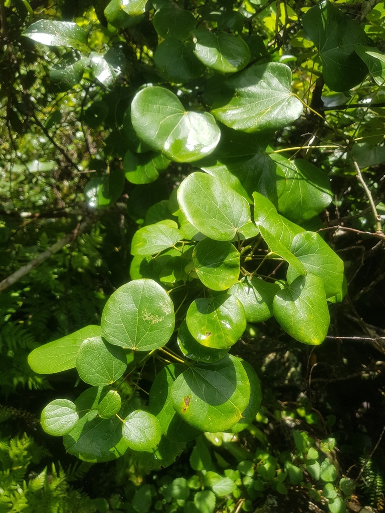 Big-Leaf Vine from Glenugie NSW 2460, Australia on January 07, 2022 at ...