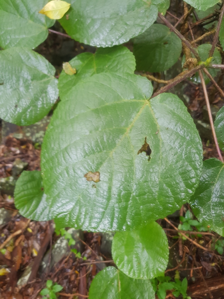Giant Stinging Tree from Glenugie NSW 2460, Australia on January 07 ...