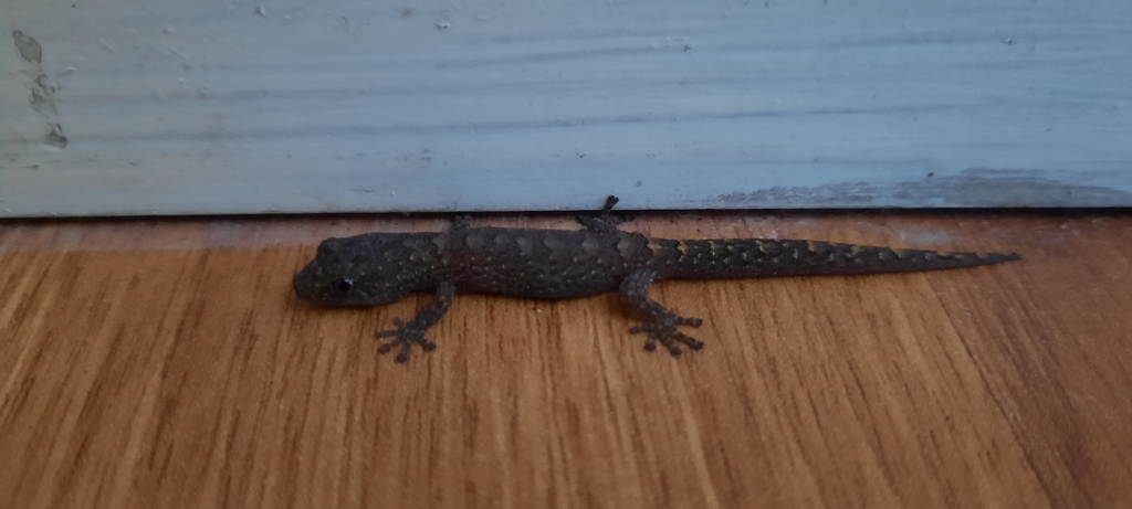 Southern Marbled Gecko from Adelaide on September 17, 2021 at 08:11 AM ...