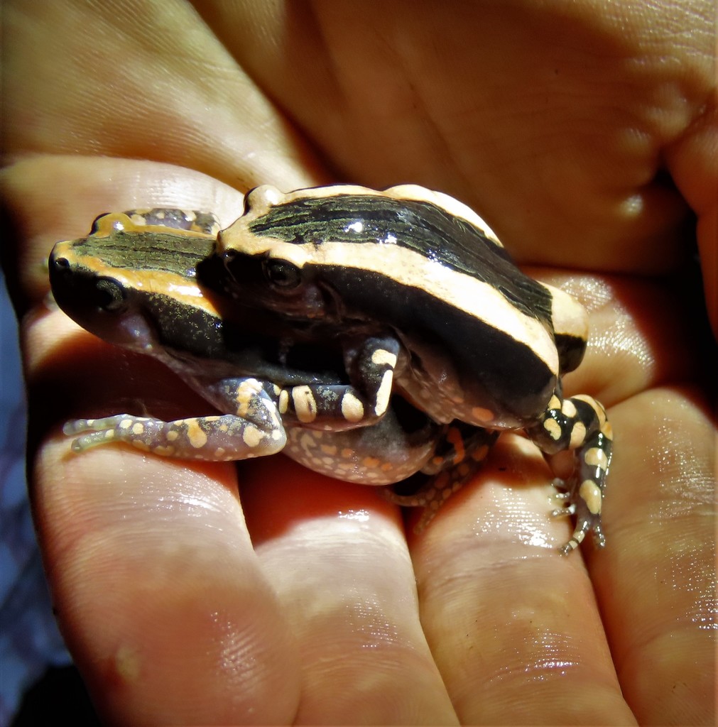 Red-Banded Rubber Frog from Mbuluzi Game Reserve, Eswatini on January ...
