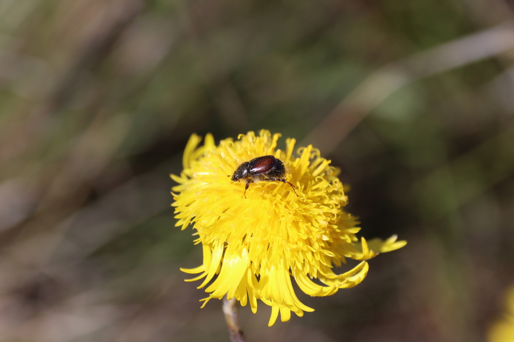 Liparetrus from Melbourne VIC, Australia on October 27, 2021 at 02:31 ...