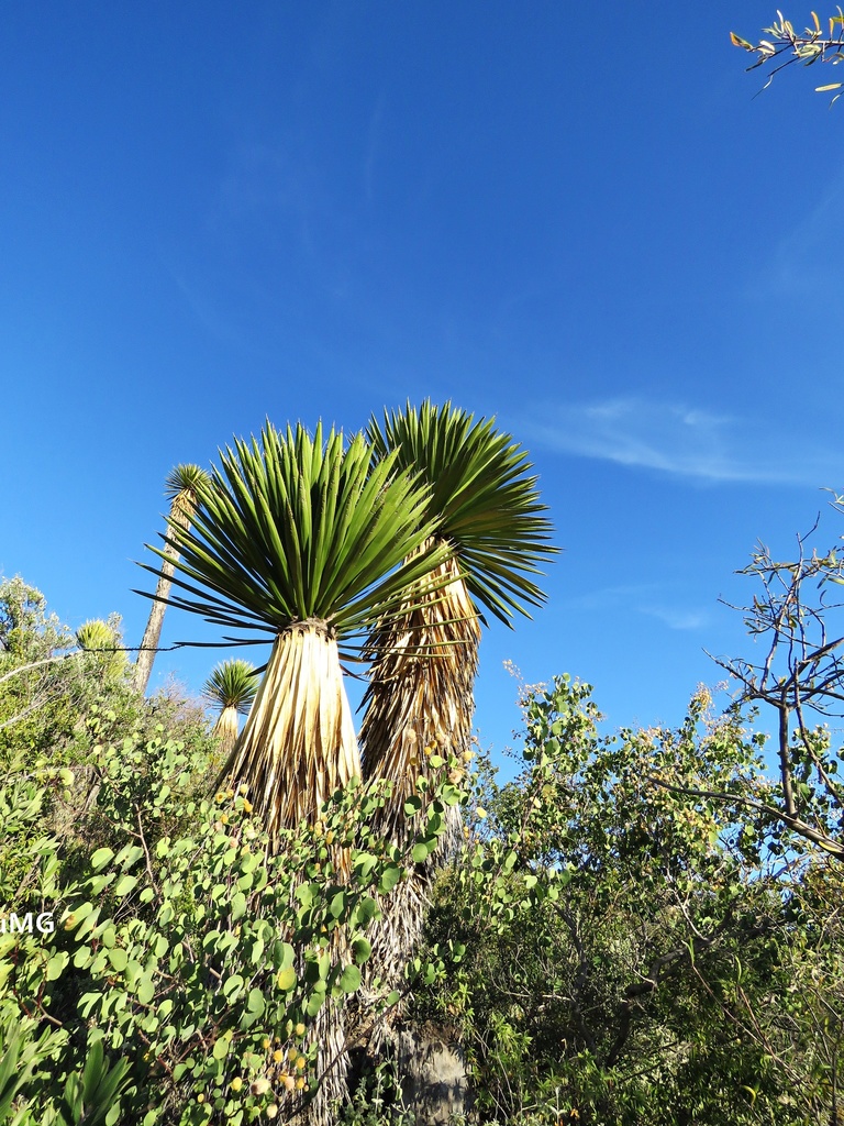 Potosí palm yucca in December 2021 by María Eugenia Mendiola González ...