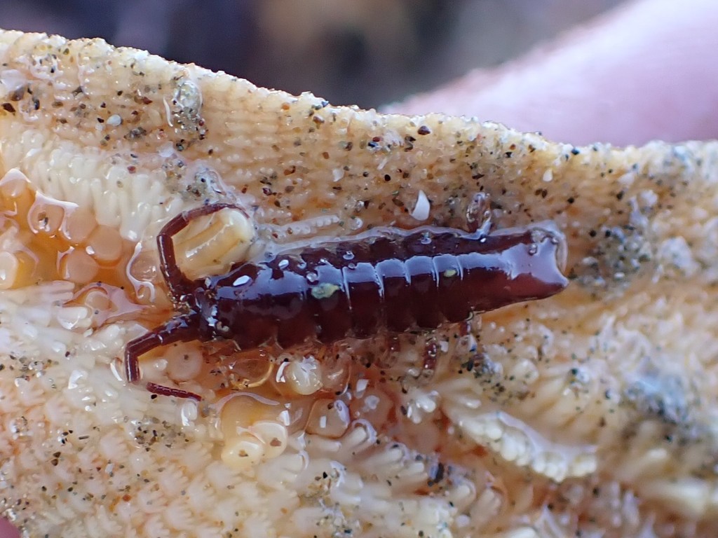 Idotea rufescens from Montana de Oro State Park, San Luis Obispo ...