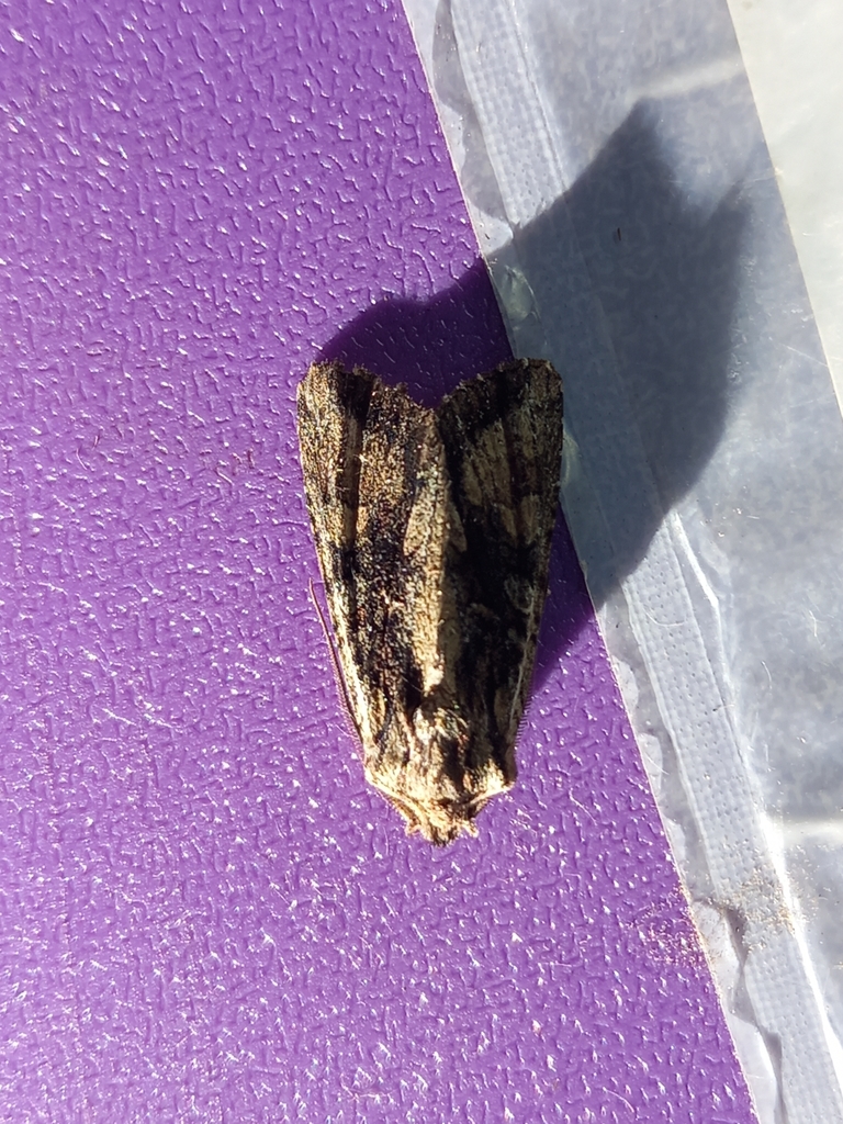New Zealand Cutworm from Springlands, Blenheim, New Zealand on January ...