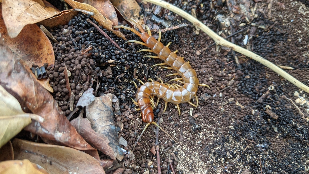 Caribbean Giant Centipede from The Bimini Nature Trail, South, The ...
