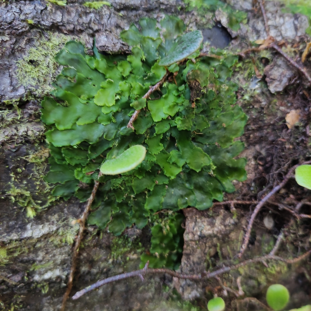 Monoclea forsteri from Fiordland, NZ-SO-SL, NZ-SO, NZ on December 30 ...