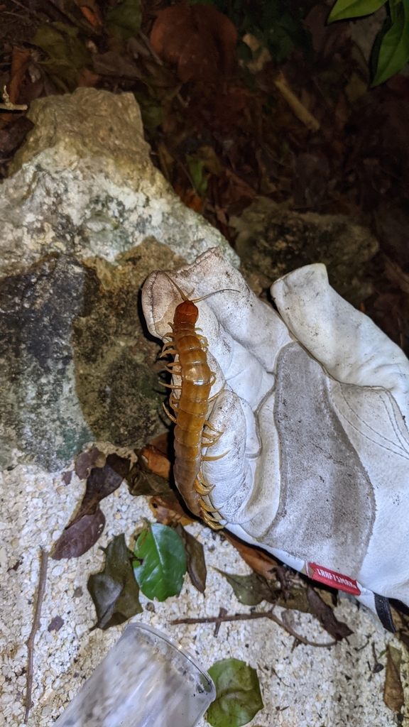 Caribbean Giant Centipede from Key Largo, FL 33037, USA on December 27 ...