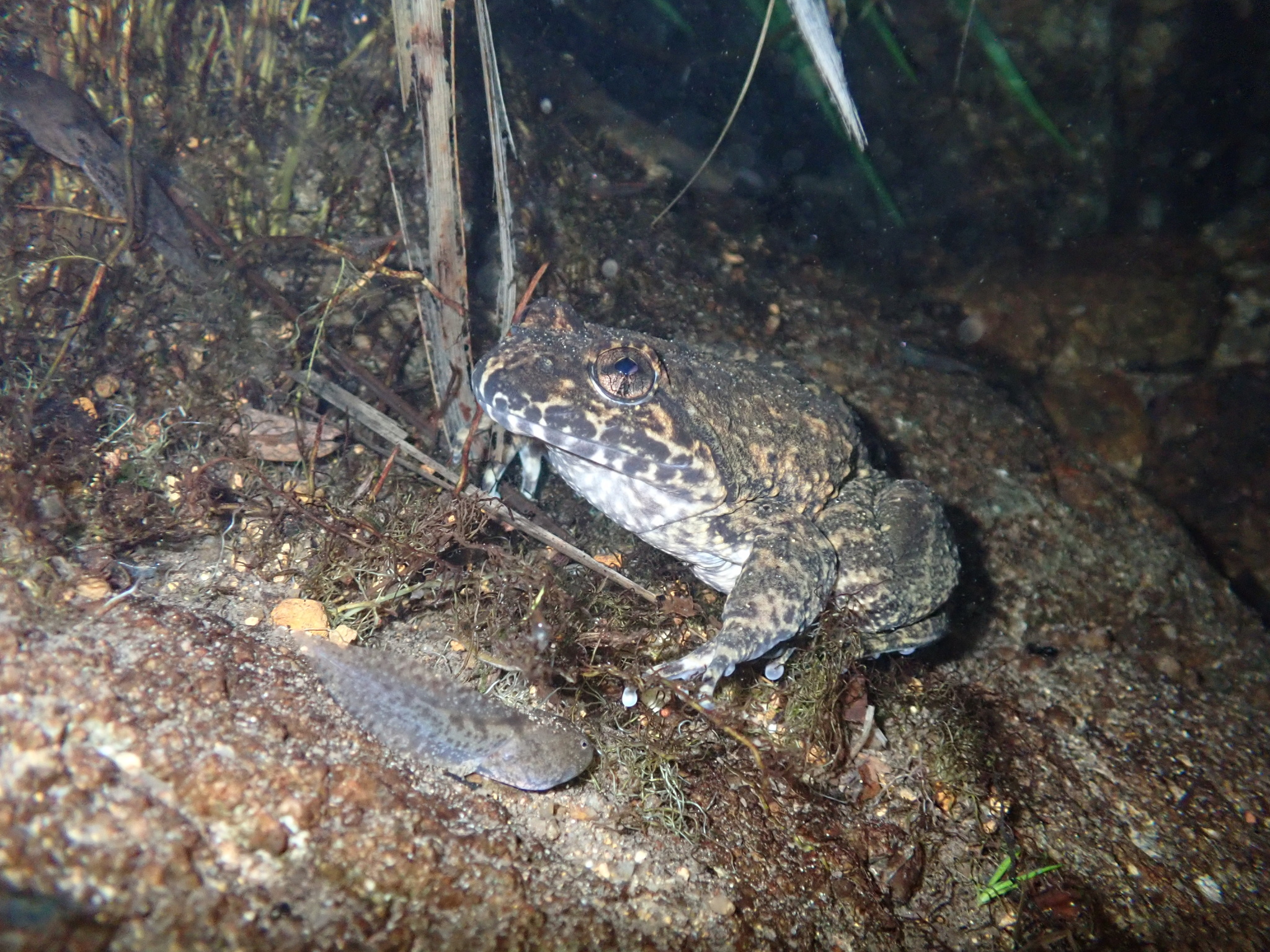 Quasipaa spinosa (David, 1875)