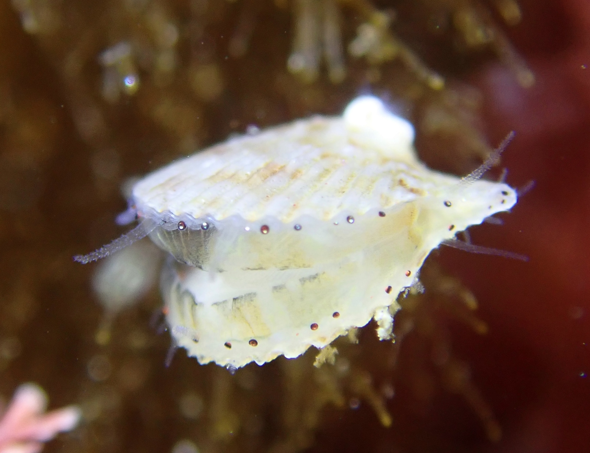 Leptopecten latiauratus (Conrad, 1837)