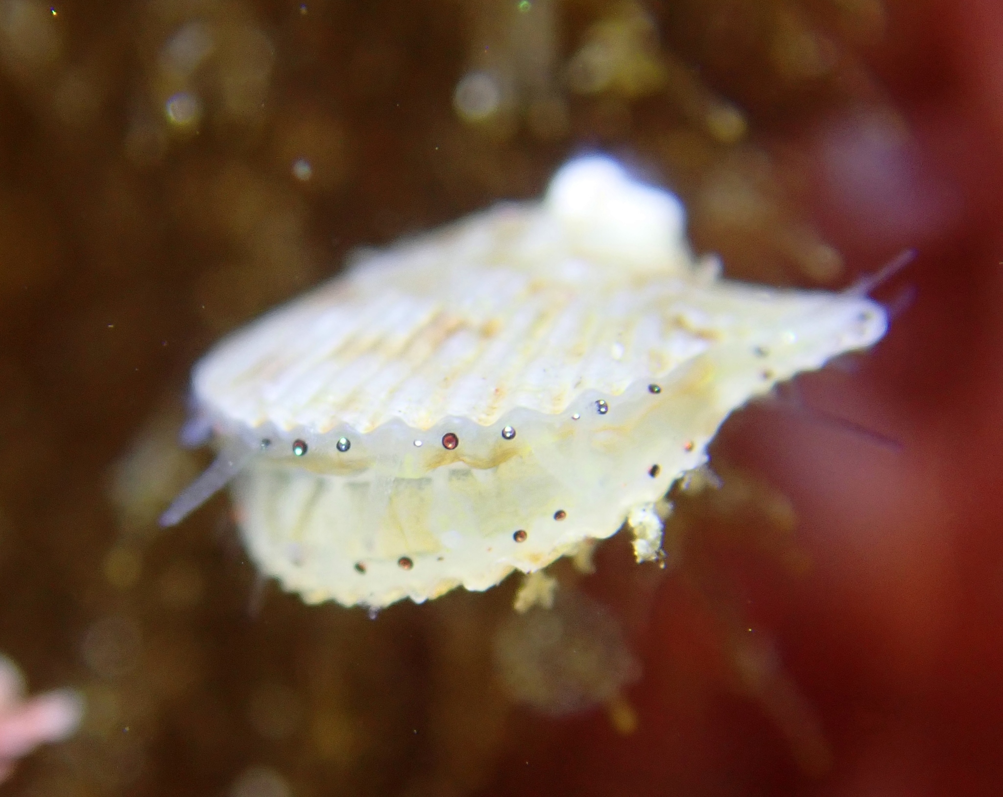 Leptopecten latiauratus (Conrad, 1837)
