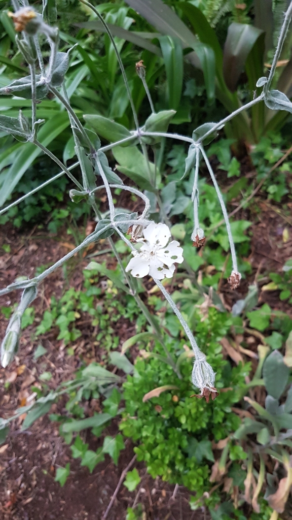 Silvery Yarrow from Monbulk VIC 3793, Australia on January 7, 2022 at ...