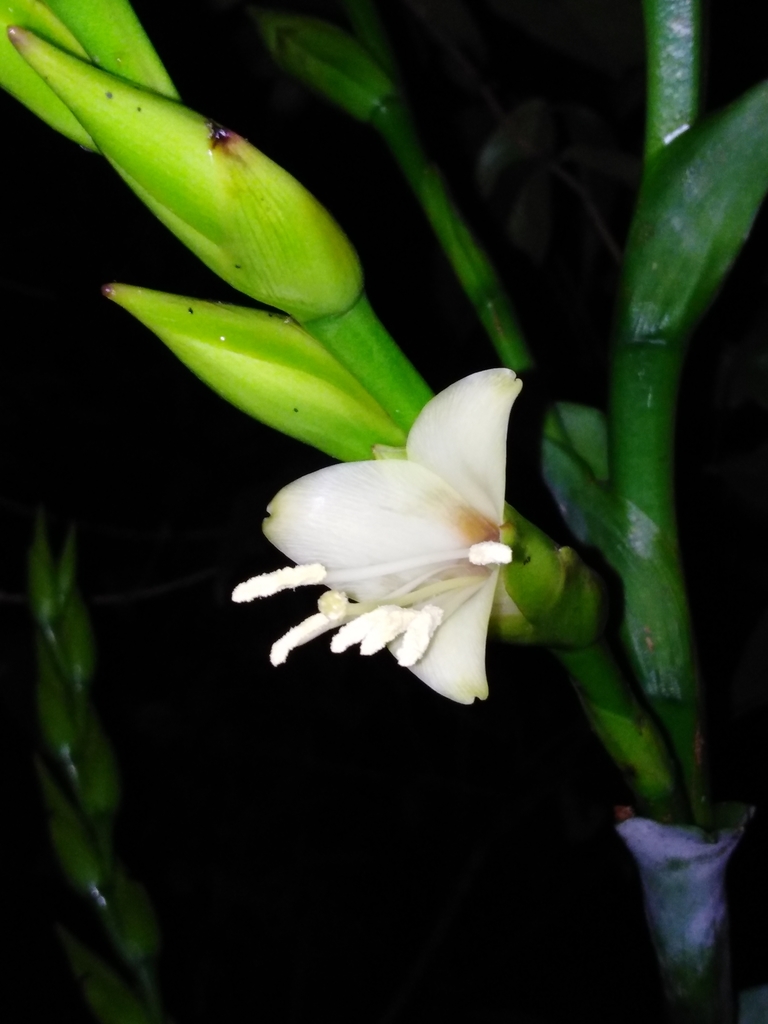 Vriesea gigantea (Bromélias nativas de Santa Catarina, Brasil ...