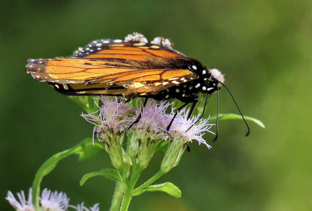 Monarch from Falcon State Park, Park Road 46, Roma, TX, USA on November ...