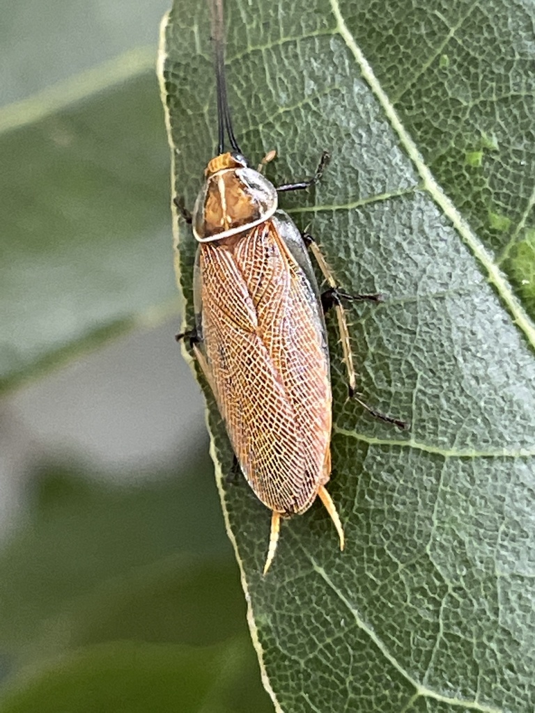 Balta bicolor in January 2022 by suecee · iNaturalist
