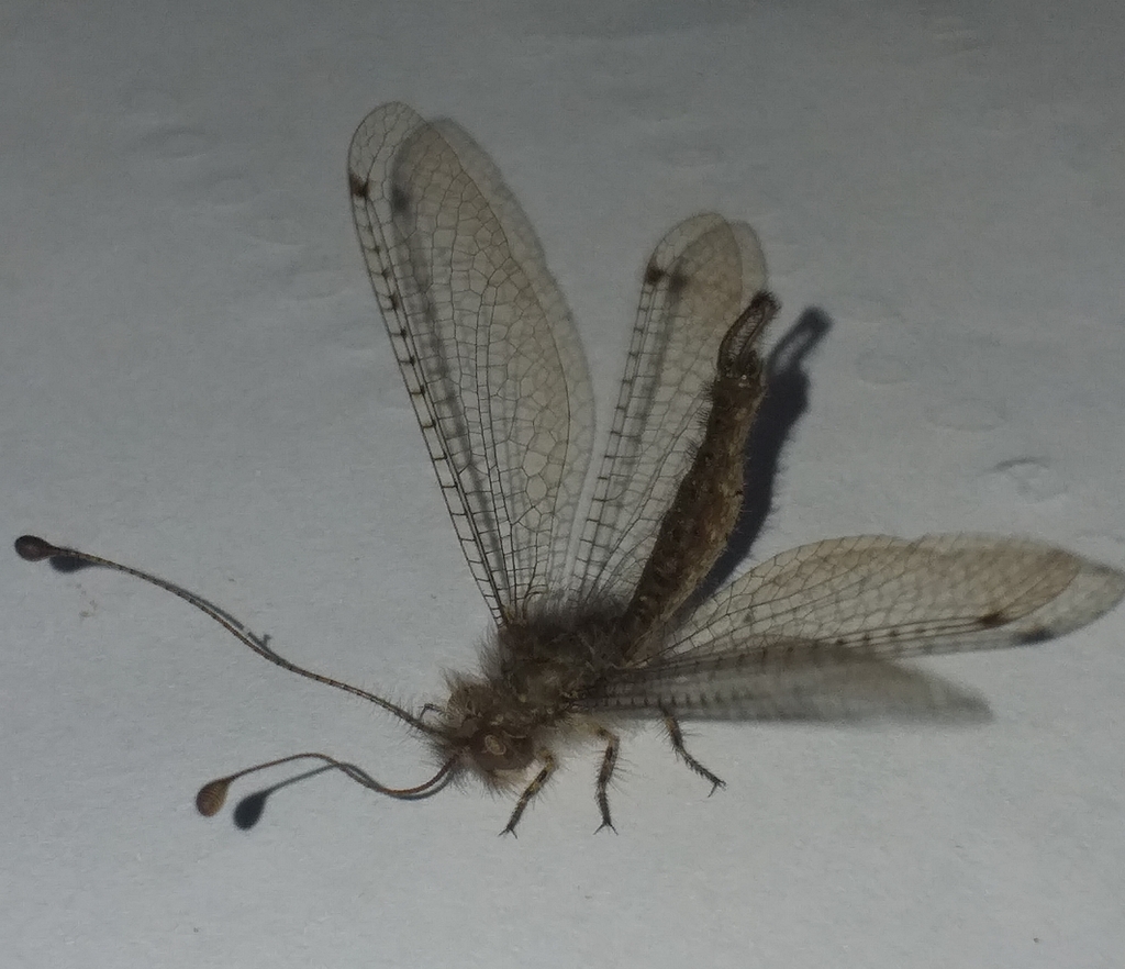 Cape Owlfly from Mossel Bay Local Municipality, South Africa on January ...