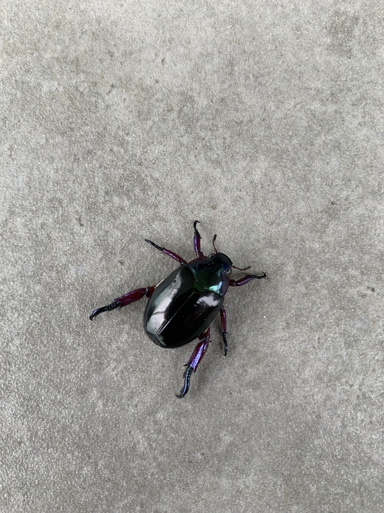 Repsimus from Bangalay Way, Broulee, NSW, AU on January 7, 2022 at 06: ...