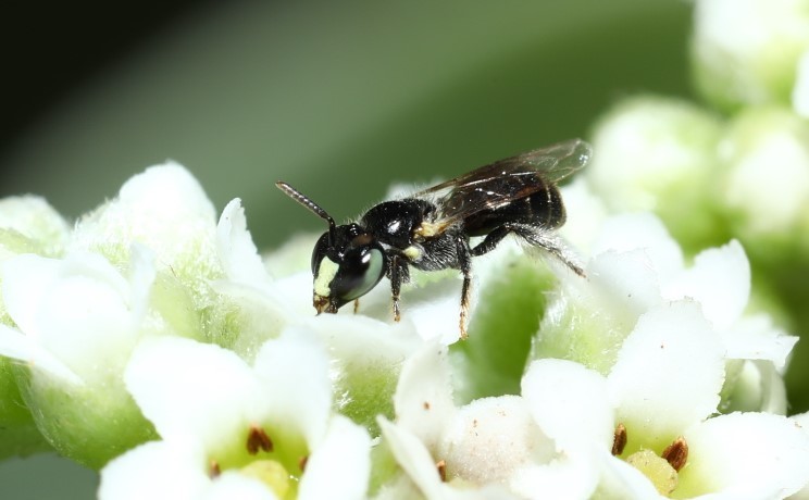 Hewitt's Reed bee from 台灣台東縣 on December 28, 2021 at 08:21 AM by ...