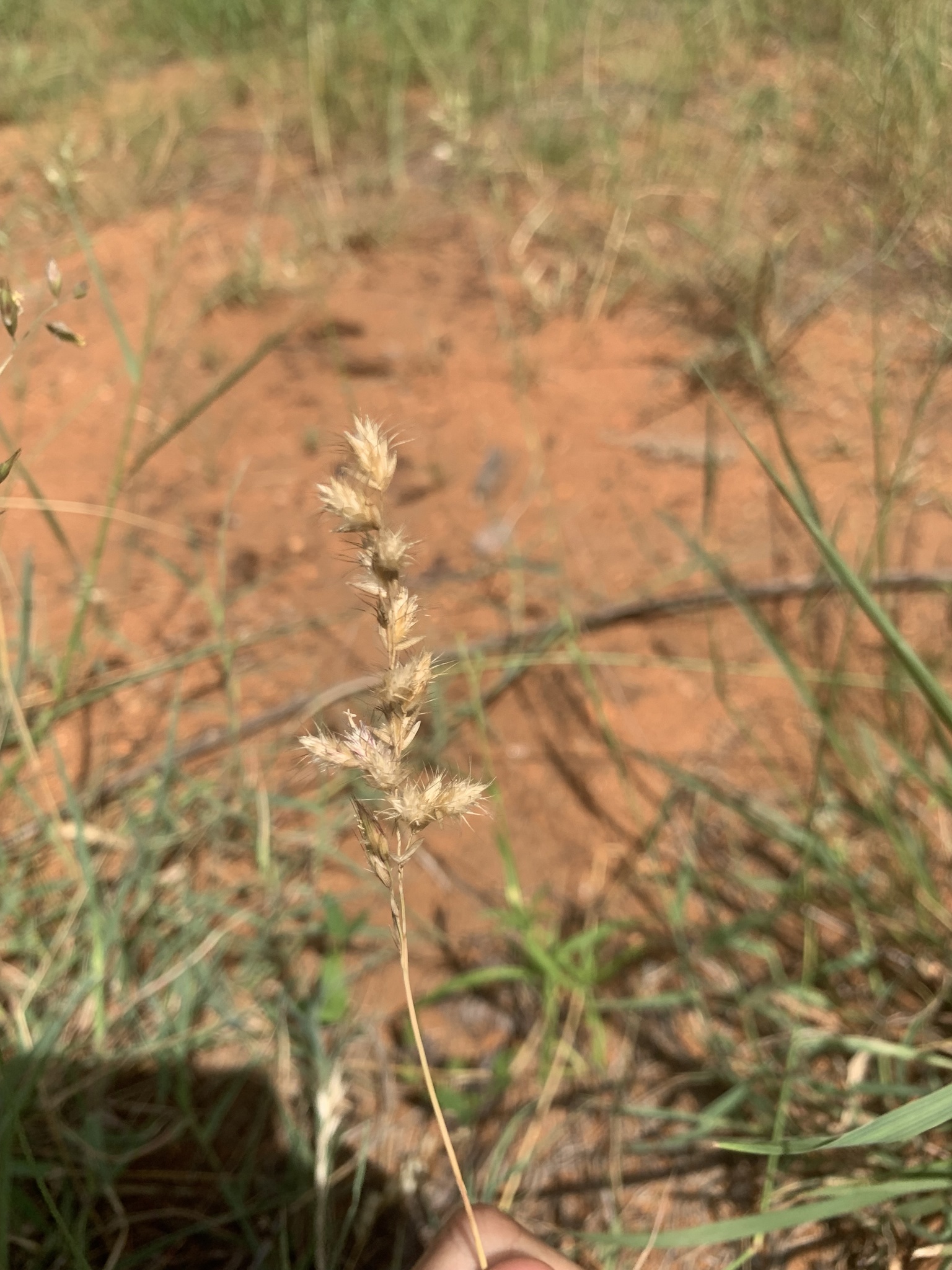 Schmidtia pappophoroides Steud. ex J.A.Schmidt