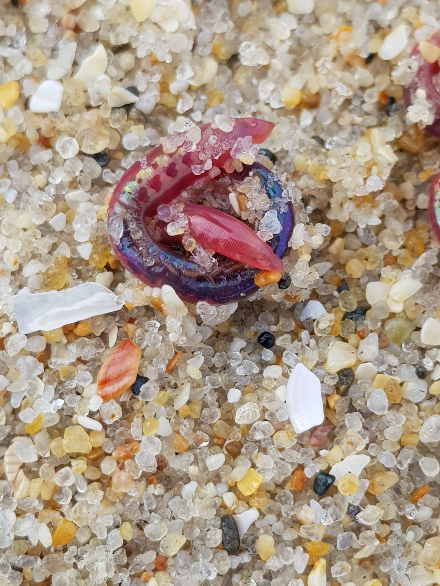 Ophelia bicornis Savigny, 1822