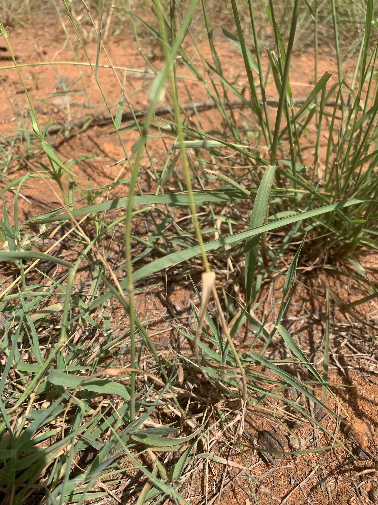Schmidtia pappophoroides Steud. ex J.A.Schmidt