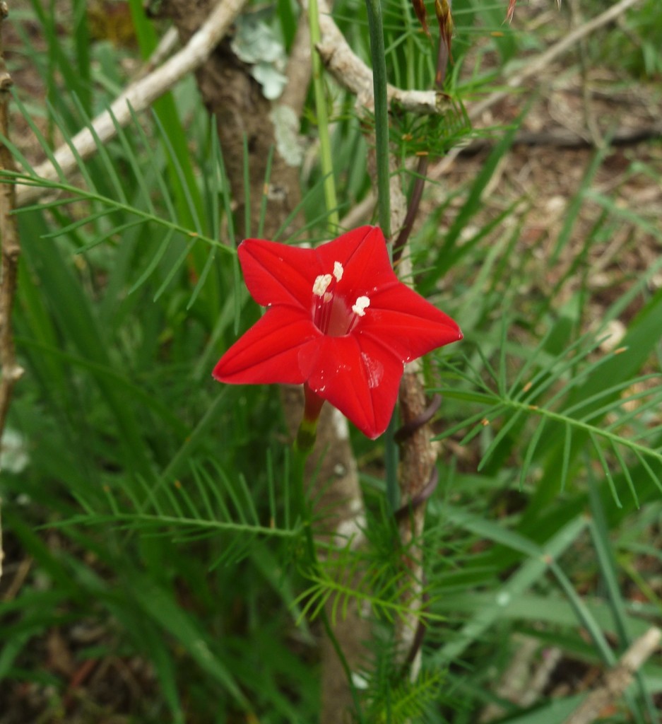 Cypress Vine from Mount Coot-Tha QLD 4066, Australia on January 06 ...