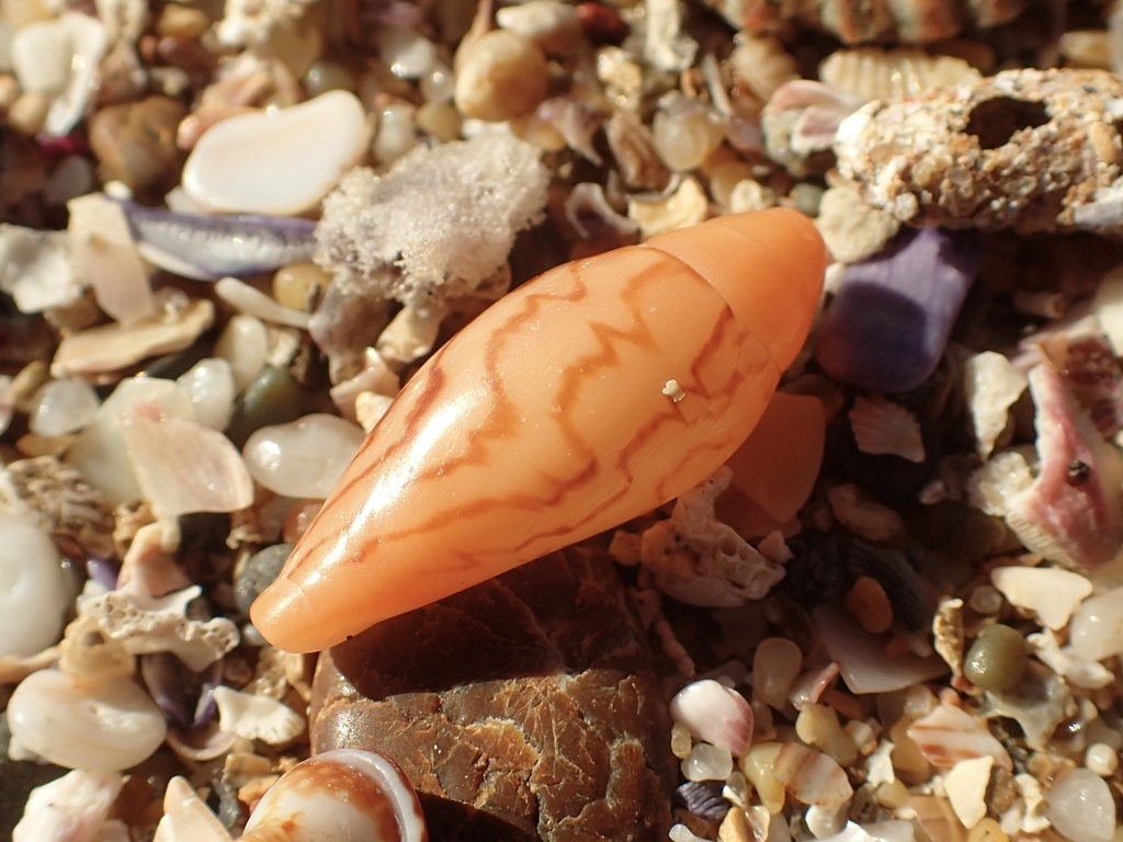 Amoria hunteri from South Pacific Ocean, Angourie, NSW, AU on July 18, 2020 at 08:15 AM by Peter ...