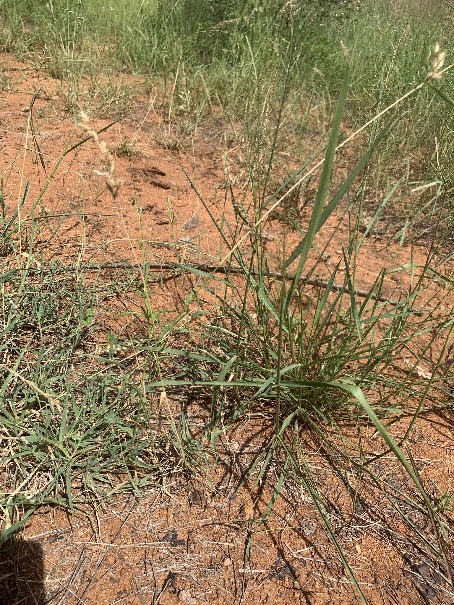 Schmidtia pappophoroides Steud. ex J.A.Schmidt
