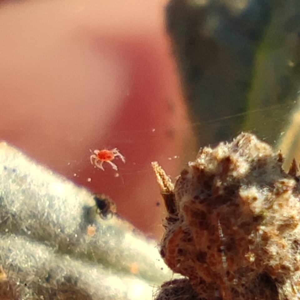 Tetranychus urticae Koch, 1836