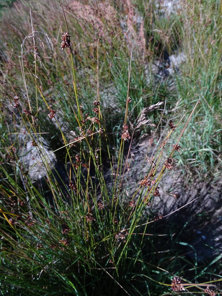 Juncus filicaulis from Lake Tekapo 7999, New Zealand on January 07 ...