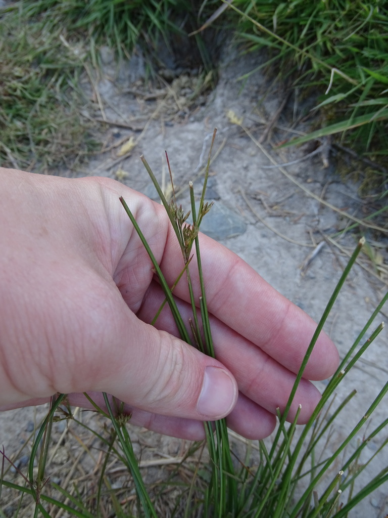 Slender Path Rush from Mackenzie District, Canterbury, New Zealand on ...