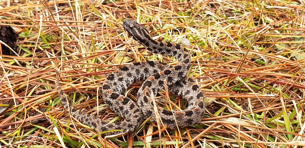 Dusky Pygmy Rattlesnake from Wakulla County, FL, USA on January 23 ...