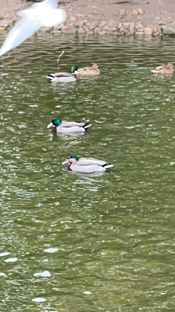 Brewer's Duck from Bath on January 7, 2022 at 11:15 AM by Thea ...