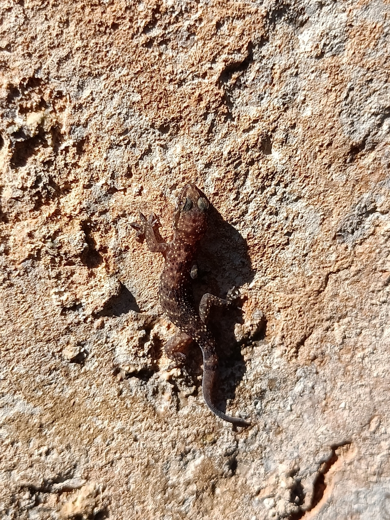 Mediterranean House Gecko from La Seu, 07001 Palma, Illes Balears ...