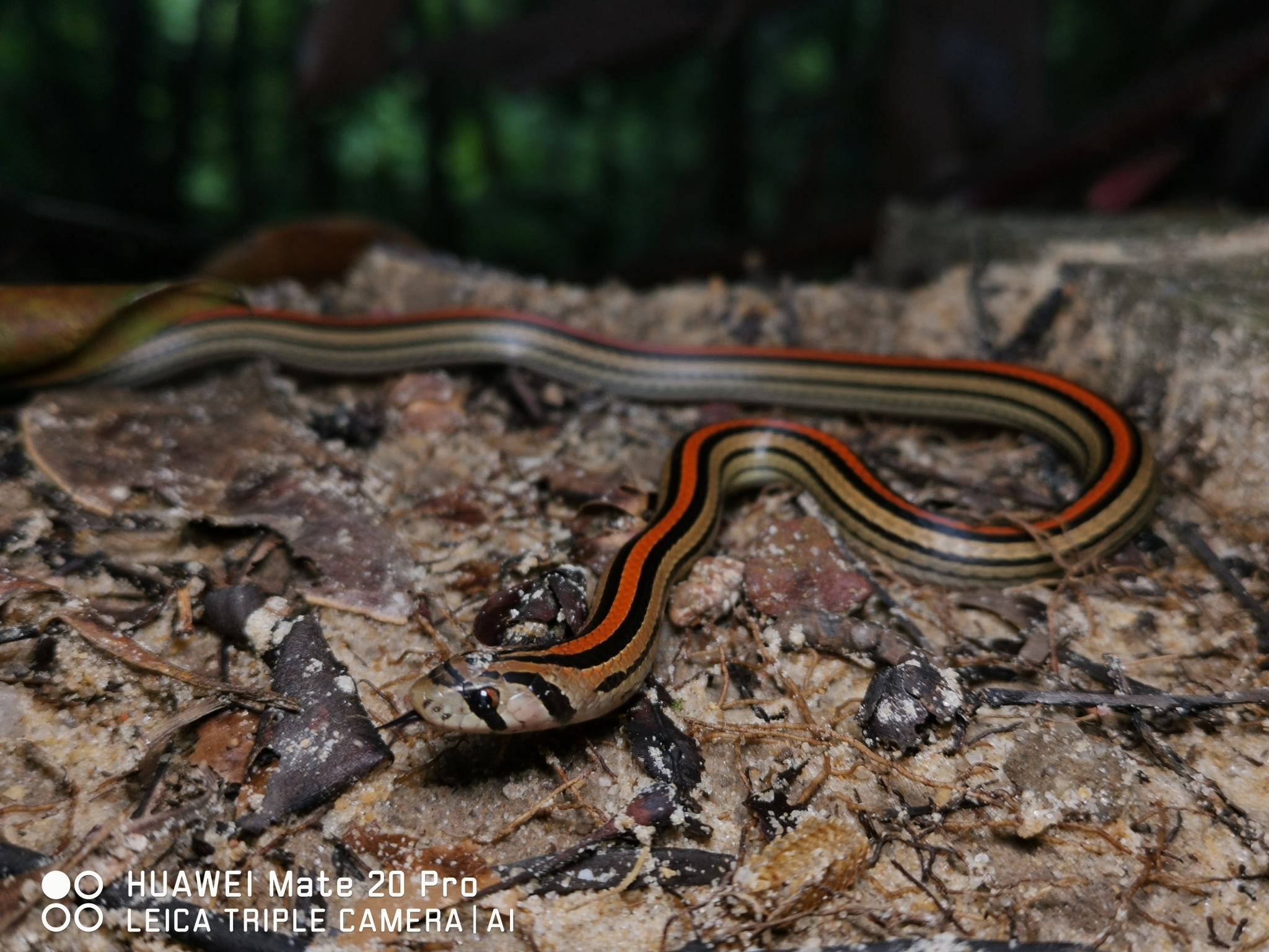 Oligodon octolineatus (Schneider, 1801)