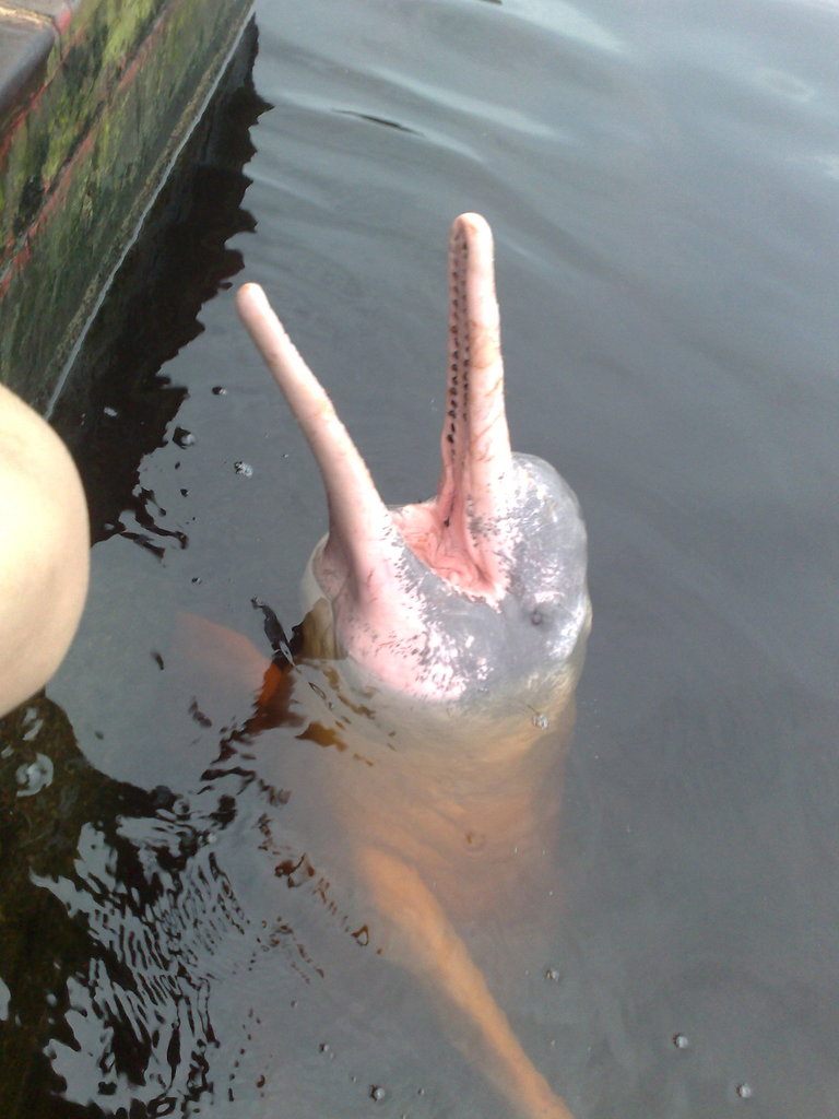 Boto in January 2009 by Tiago Lubiana · iNaturalist