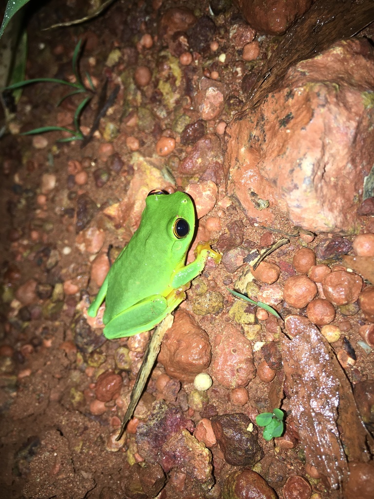Ranoidea bella from Andoom Rd, Rocky Point, QLD, AU on January 07, 2022 ...