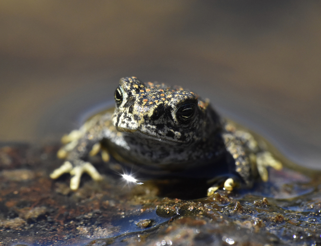 Warty Toad from Linares, Maule, Chile on January 04, 2022 at 10:22 AM ...