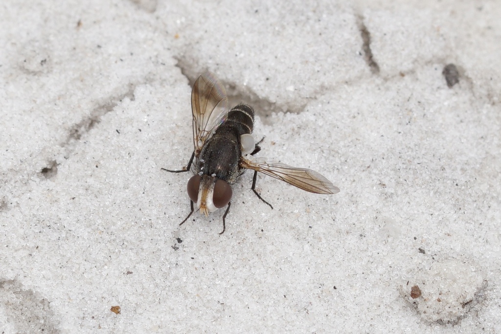 Protomiltogramma laticeps in January 2022 by Dustyn and Catherine ...