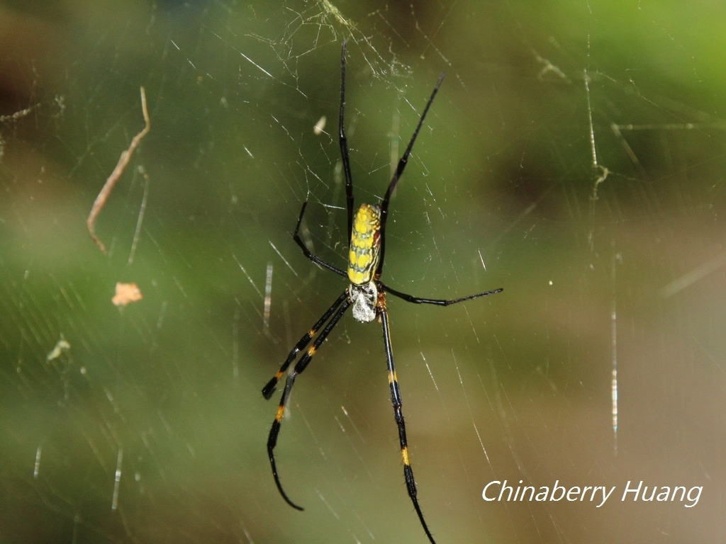 Joro Spider from 台灣台北 on October 13, 2019 at 12:21 PM by Lijin Huang ...
