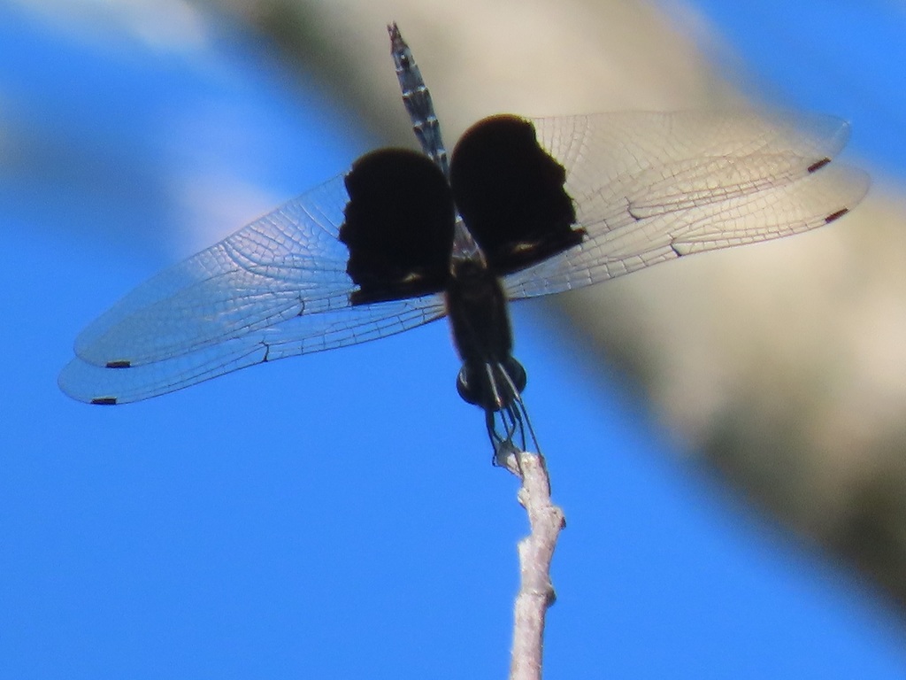 Phantom Flutterer from iSimangaliso, South Africa on January 01, 2022 ...