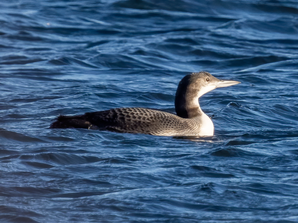 Common Loon from Milton Keynes, England, United Kingdom on January 07 ...